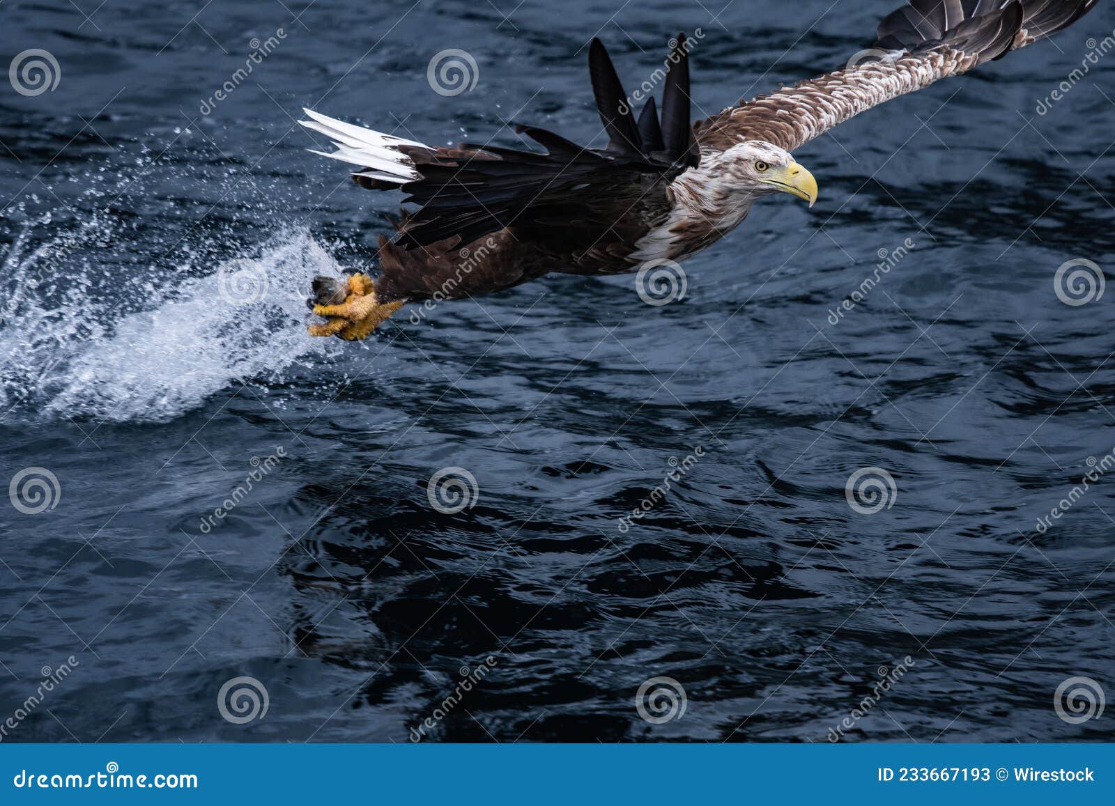 Bald Eagle Flying Over a Sea Stock Image - Image of predator, bald ...
