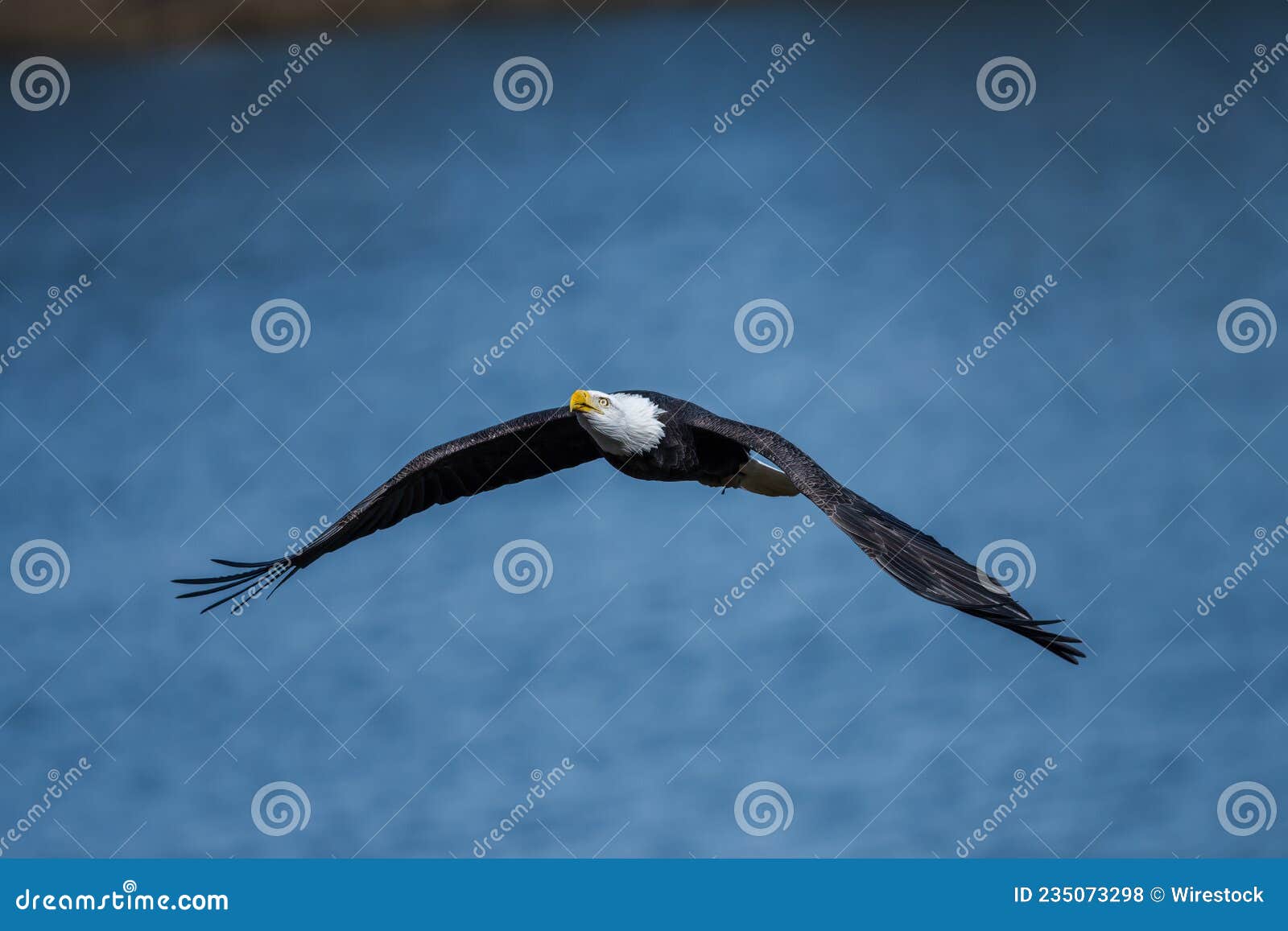 Bald Eagle Flying Over the Sea Stock Photo - Image of ocean, wild ...