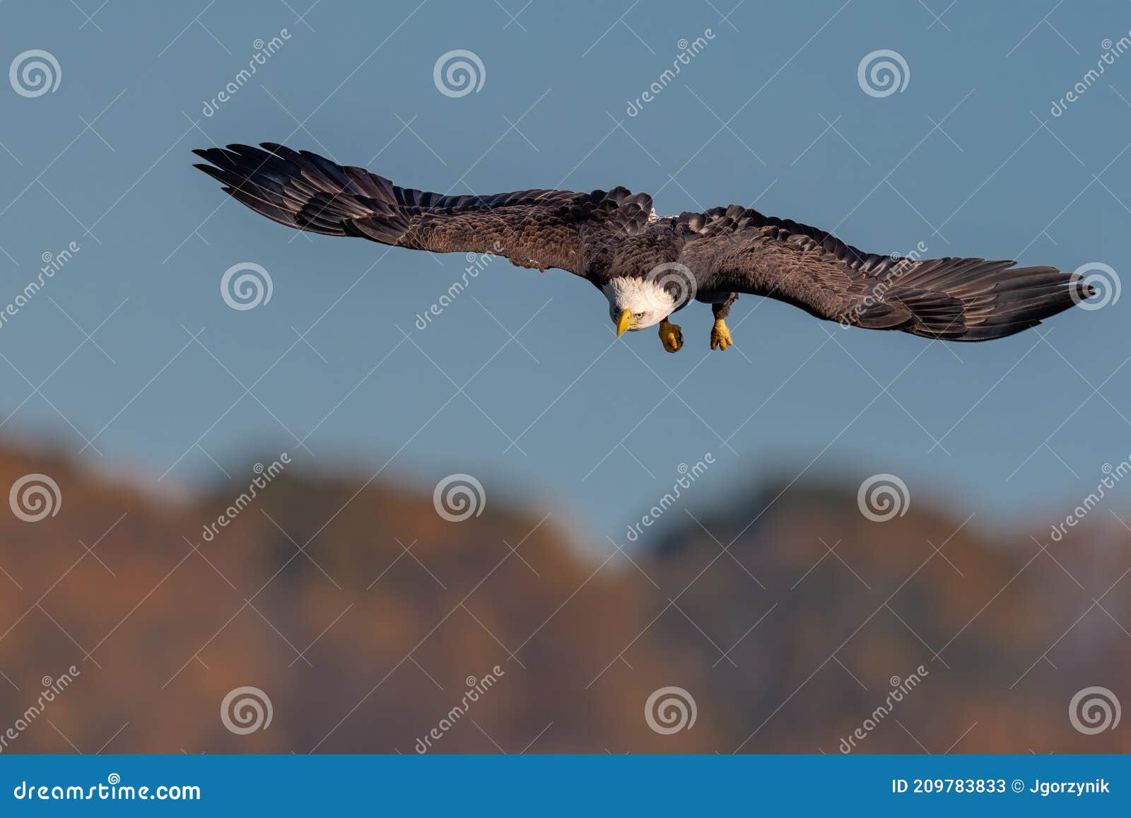 Bald Eagle Flying stock image. Image of feather, wildlife - 209783833