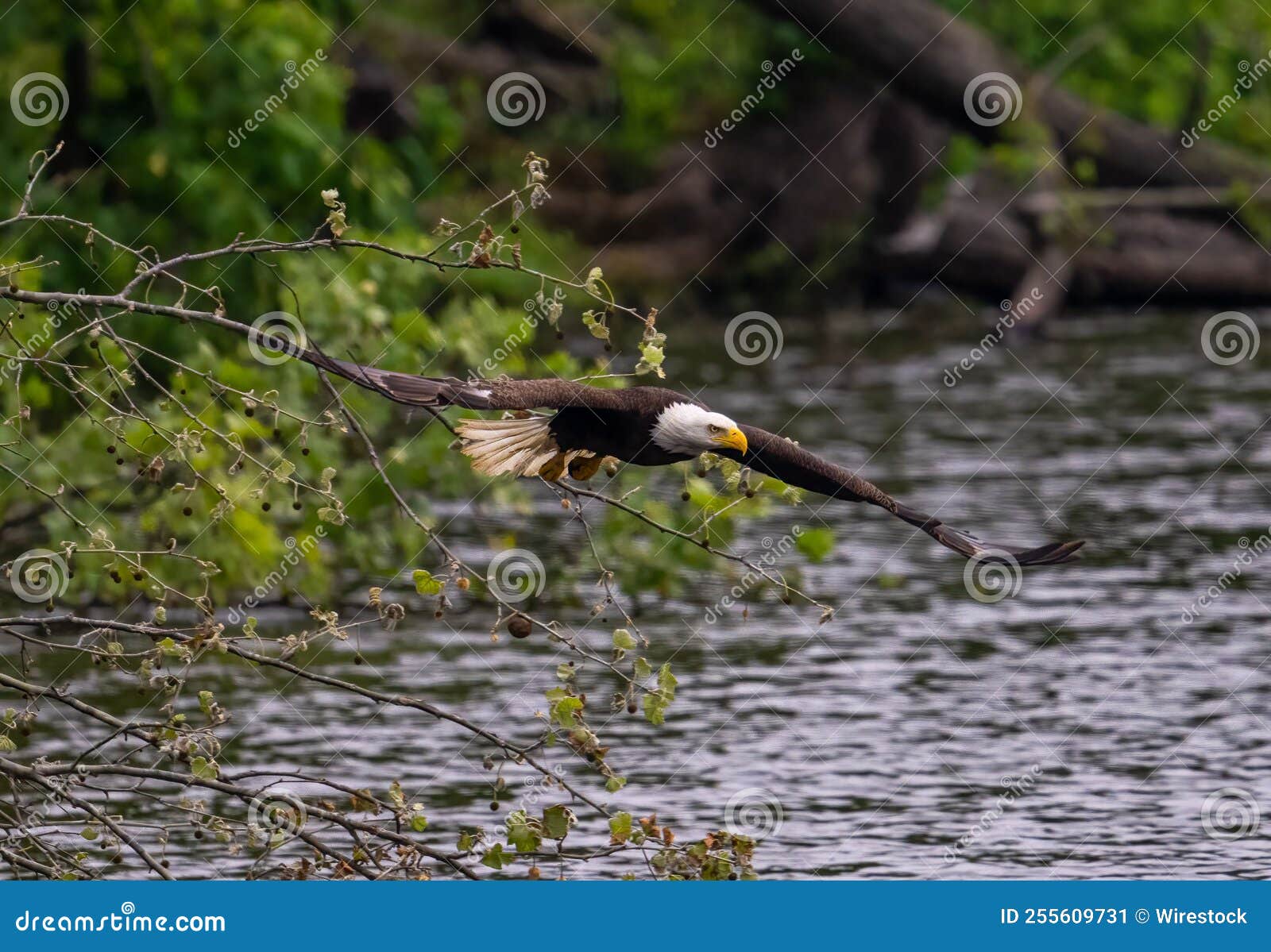 Bald Eagle Flying Over the Water in a Green Forest Stock Image - Image ...