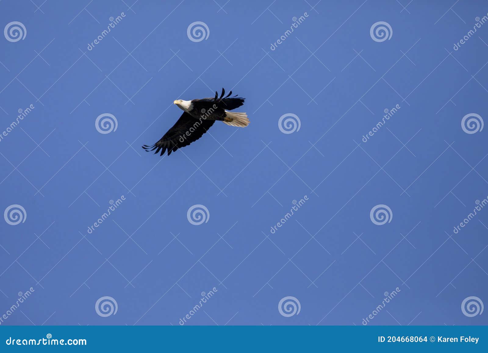 Bald Eagle Flying Overhead in Blue Skies Stock Photo - Image of bald ...