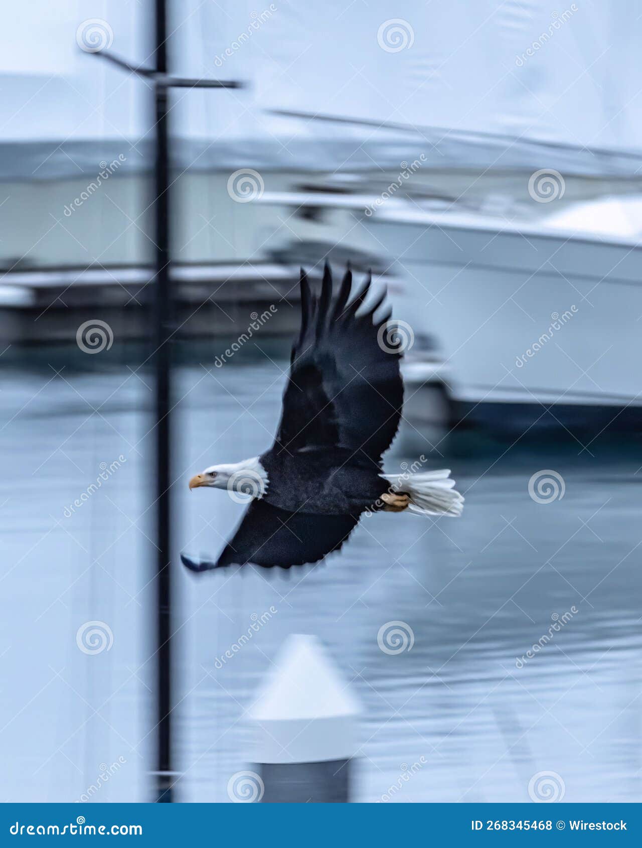 Bald Eagle Flying in a Port Stock Photo - Image of forest, feather ...