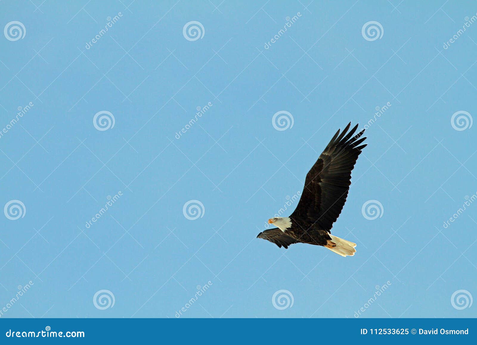 A Side View of a Bald Eagle Flying Stock Image - Image of bird, bald ...