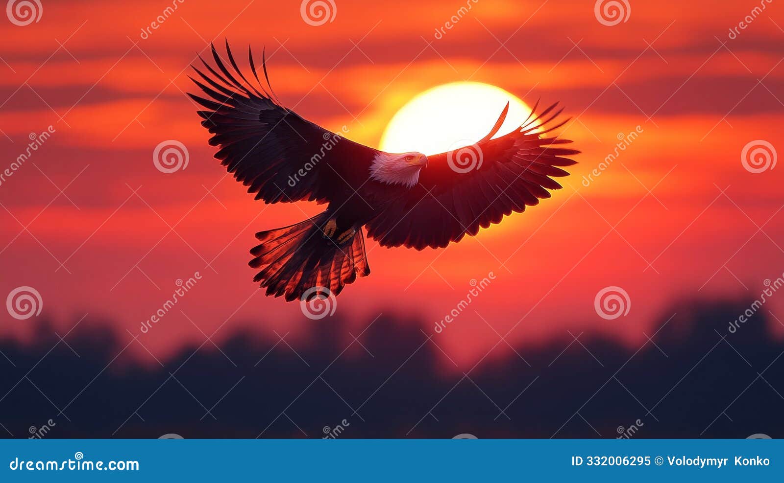 Bald Eagle Flying at Sunset with a Dramatic Red Sky, Wildlife in Nature ...