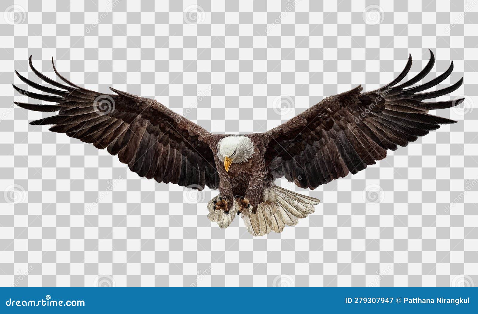 Bald Eagle Flying Swoop Hand Draw And Paint Color On White Background ...