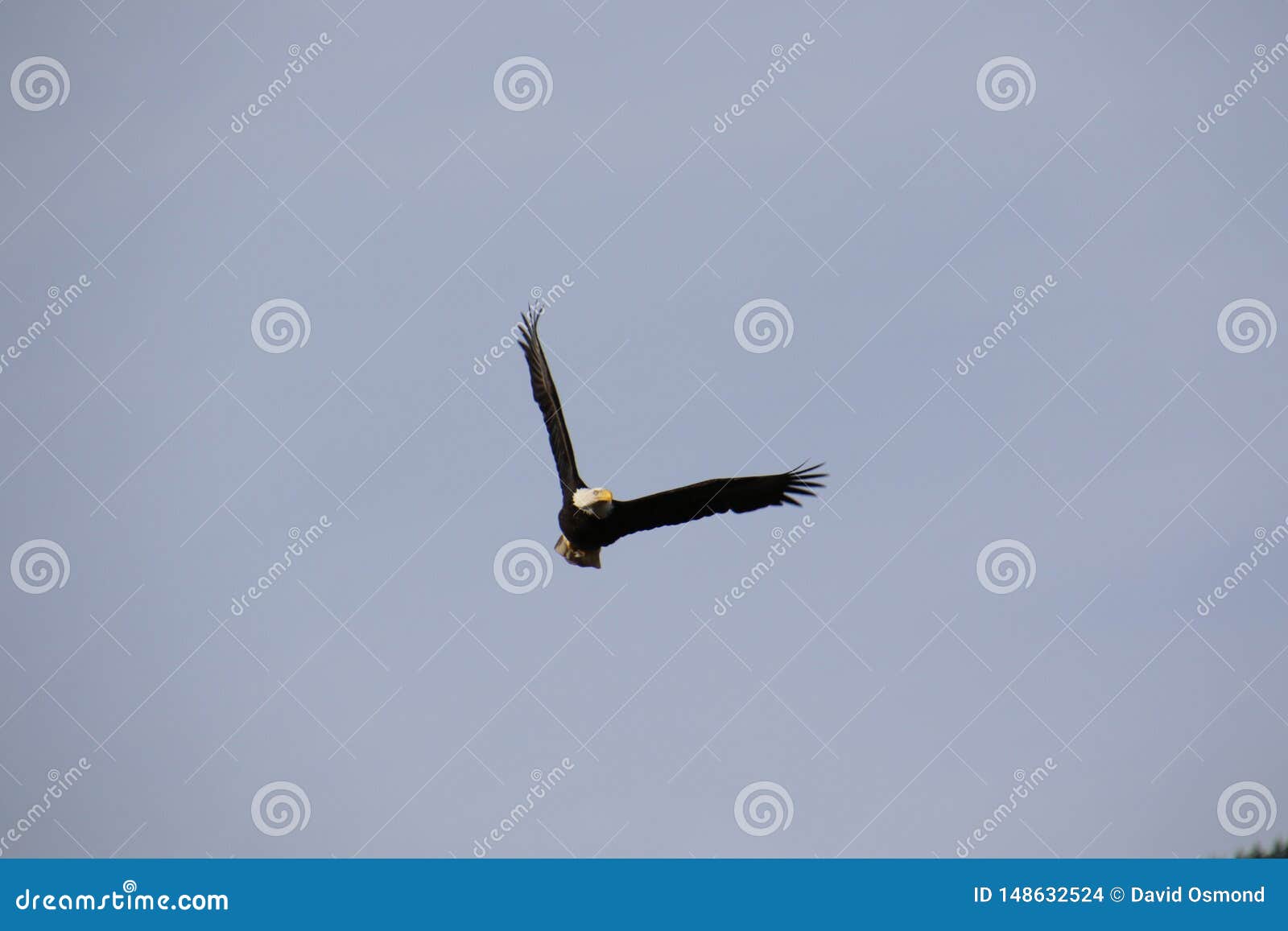 A Bald Eagle Flying Toward the Camera Stock Photo - Image of eagle ...