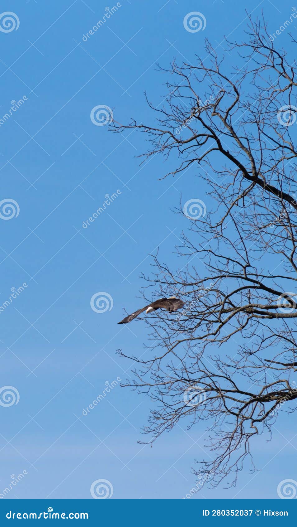 Bald Eagle Flying from Tree Stock Image - Image of nature, sunlight ...