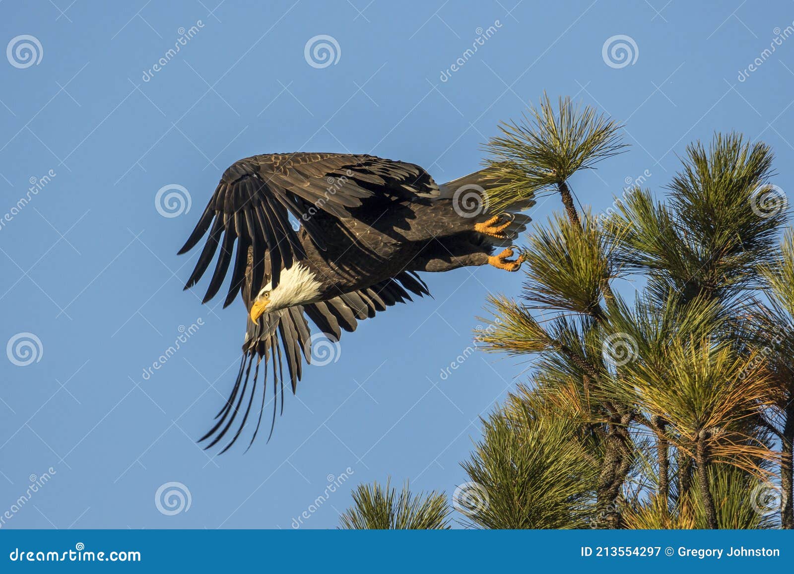 Bald Eagle Flying from Tree Top Stock Image - Image of birdwatching ...