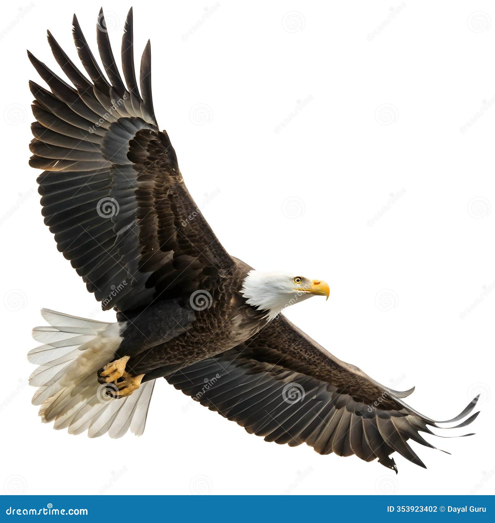 Bald Eagle Flying Up Isolated on White Background Stock Illustration ...