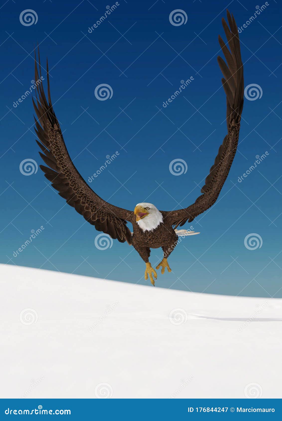 Bald Eagle is Flying Up on White Snow Front View Stock Illustration ...