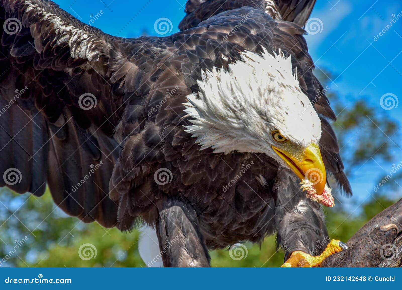 Bald Eagle Landing on a Tree Stock Photo - Image of land, feathers ...