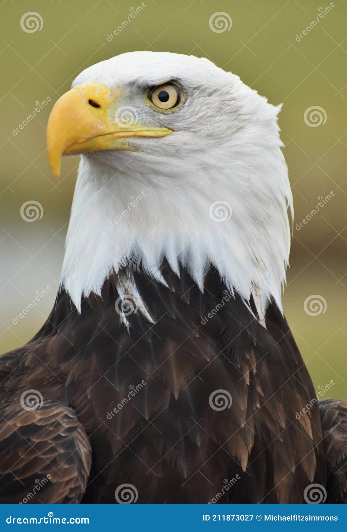 Bald Eagle in a Forest stock image. Image of eagle, patriotism - 211873027