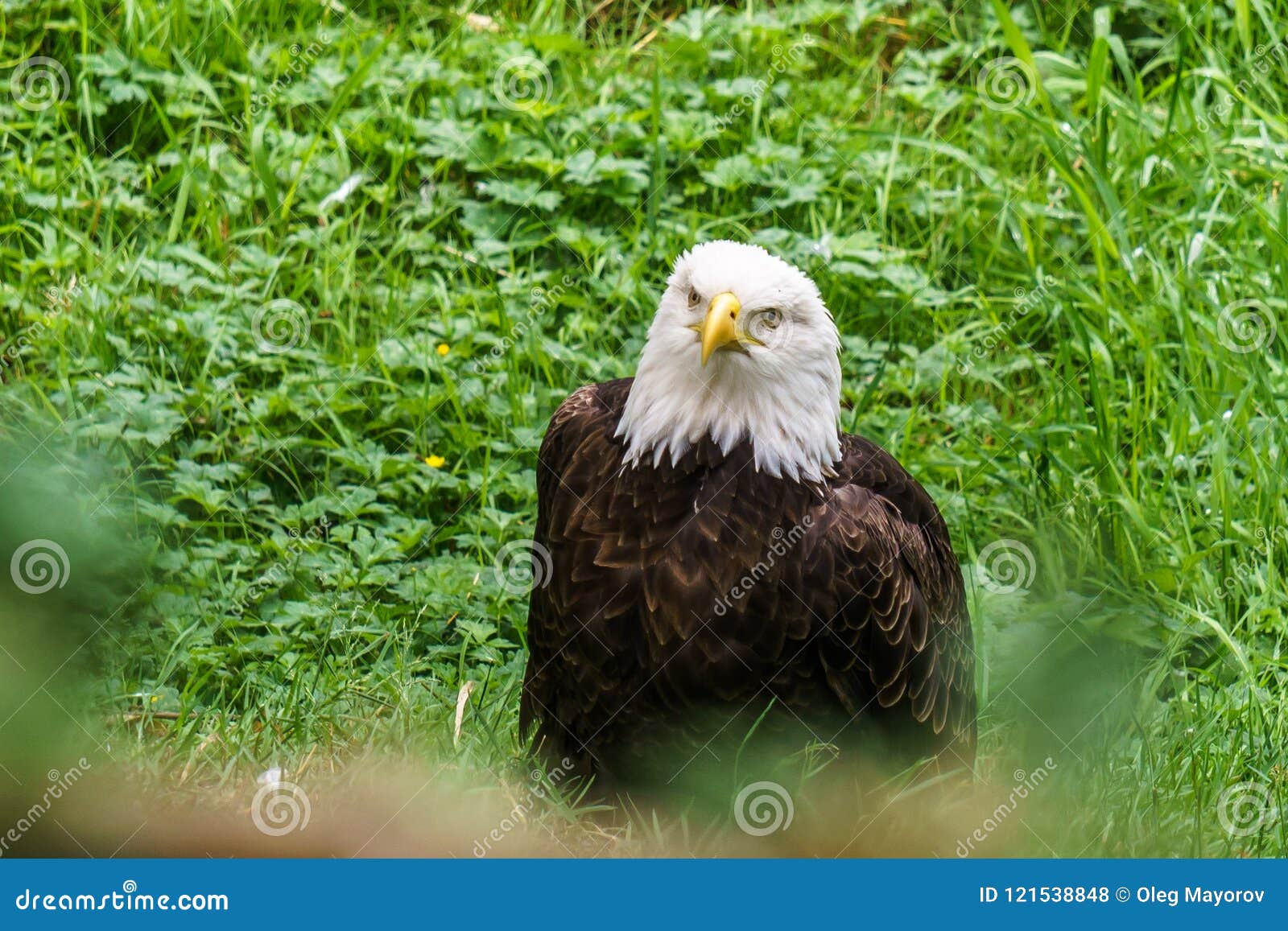 Bald Eagle in the Forest on the Ground. Stock Photo - Image of american ...