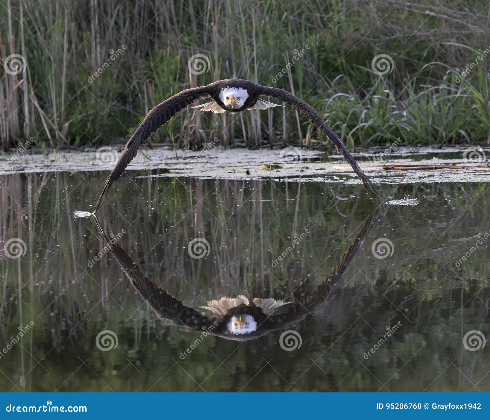 Bald Eagle in Free Flight Over Water Stock Photo - Image of ...