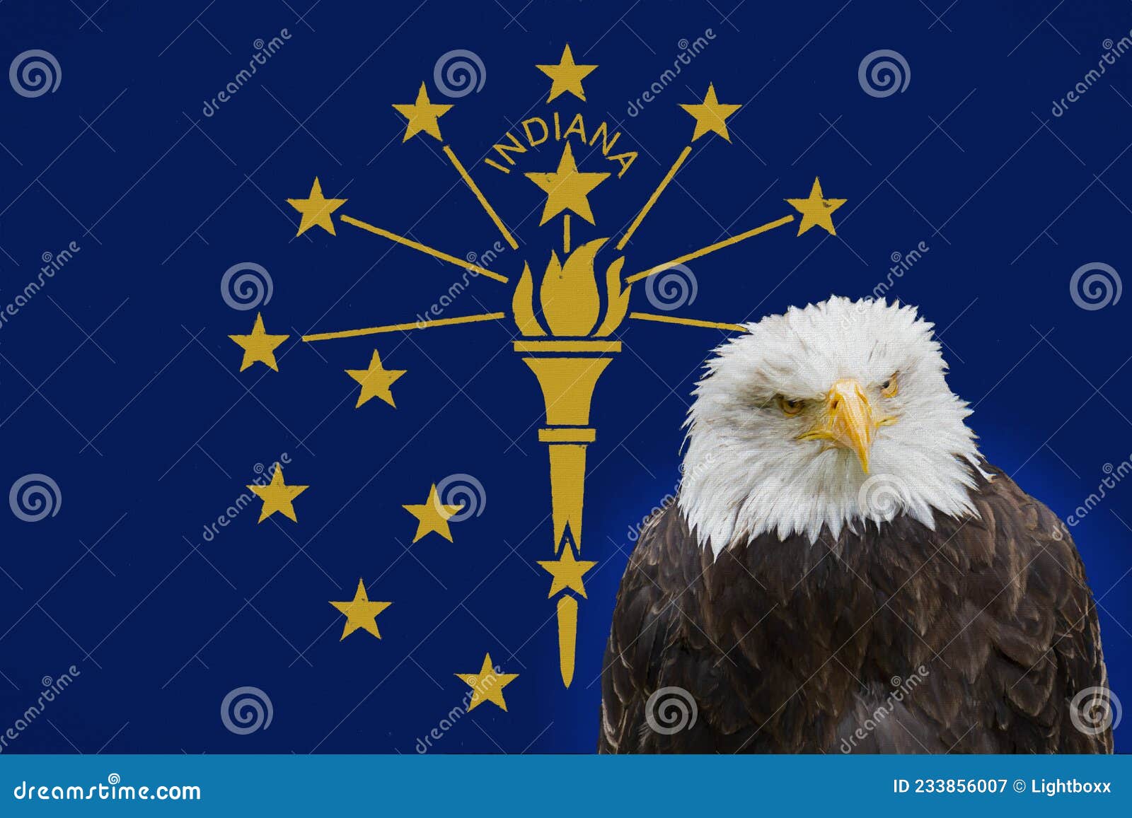 Bald Eagle in Front of the Indiana Flag Stock Image - Image of animal ...