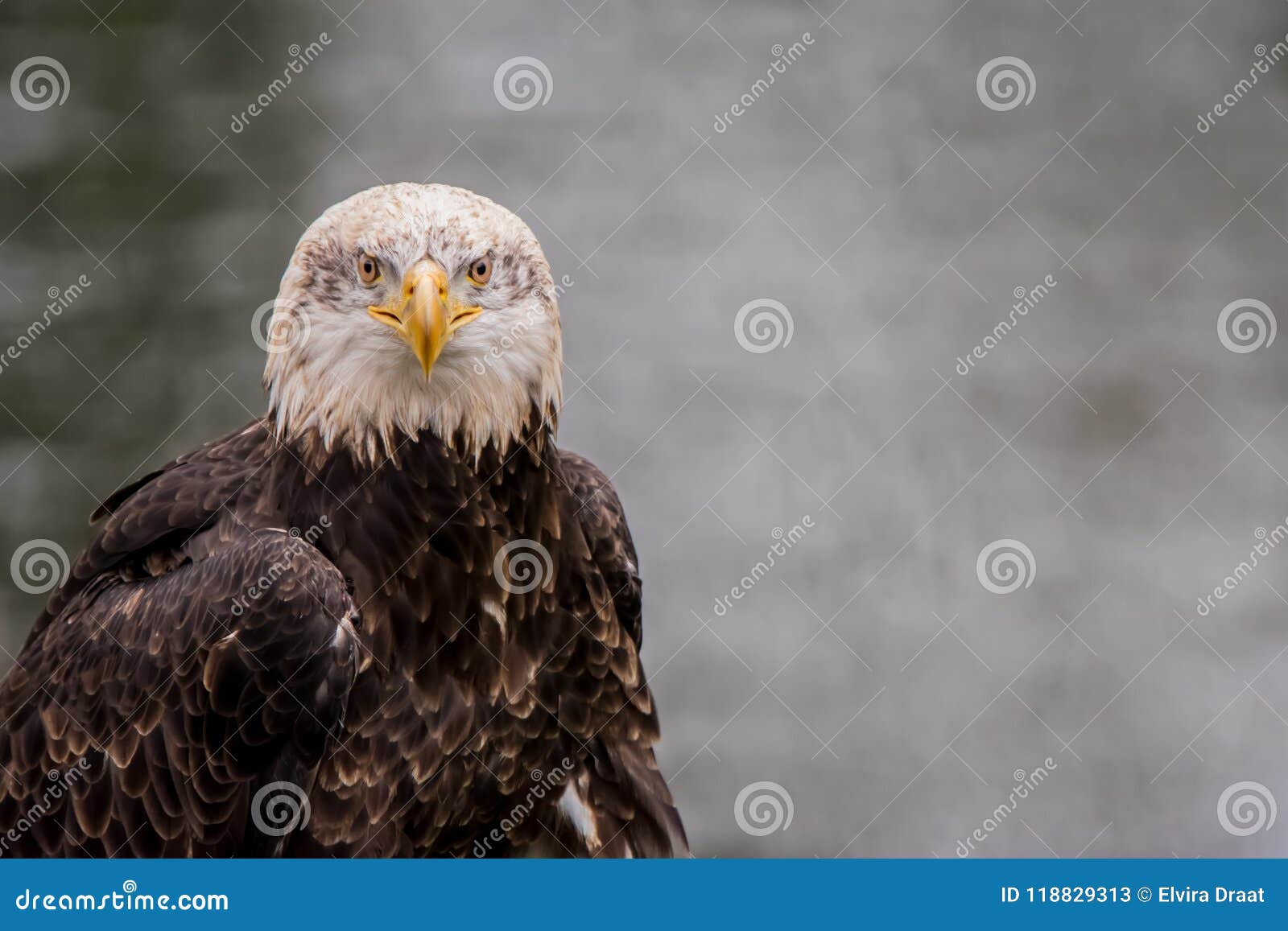 Bald Eagle in Front of Water Stock Image - Image of eagle, haliaeetus ...