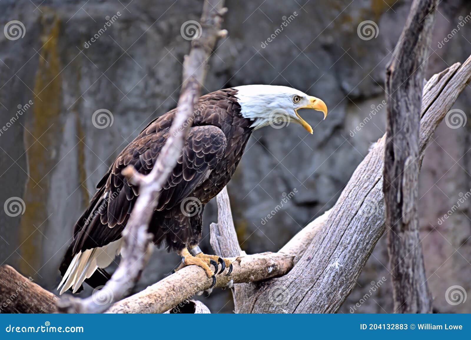Bald Man Win And Scream Royalty-Free Stock Photo | CartoonDealer.com ...