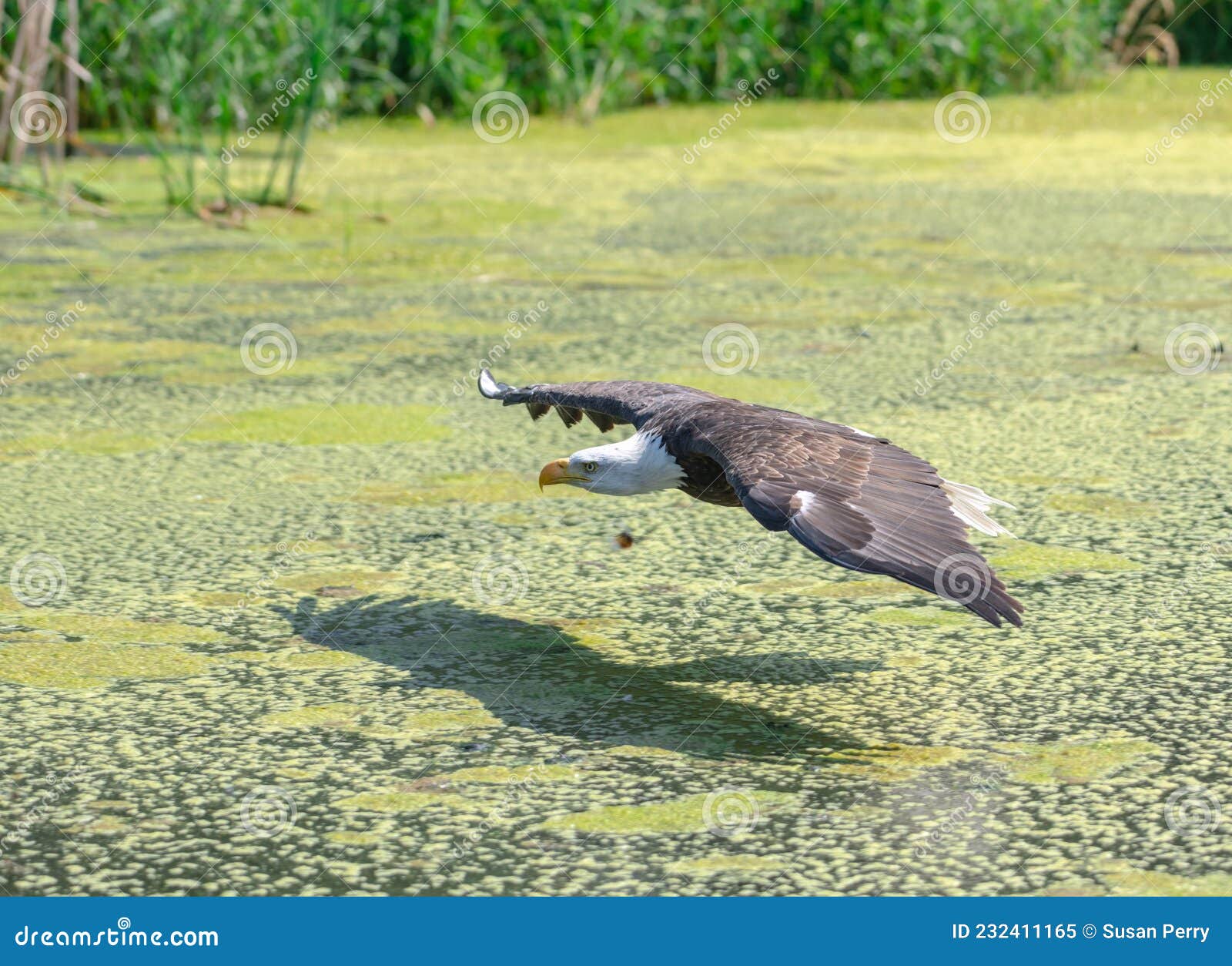 Bald Eagle Gliding Over Water Stock Image - Image of flight, falcon ...