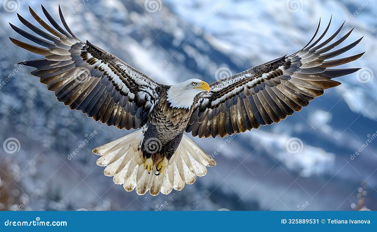 Bald Eagle Gliding with Wings Fully Spread. Stock Illustration ...