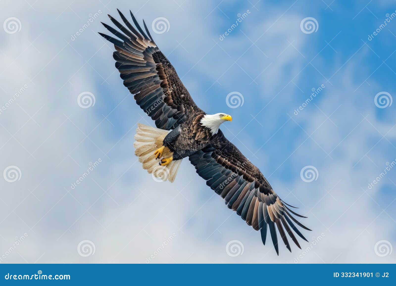 Bald Eagle Gliding with Wings Outstretched Against a Clear Blue Sky ...