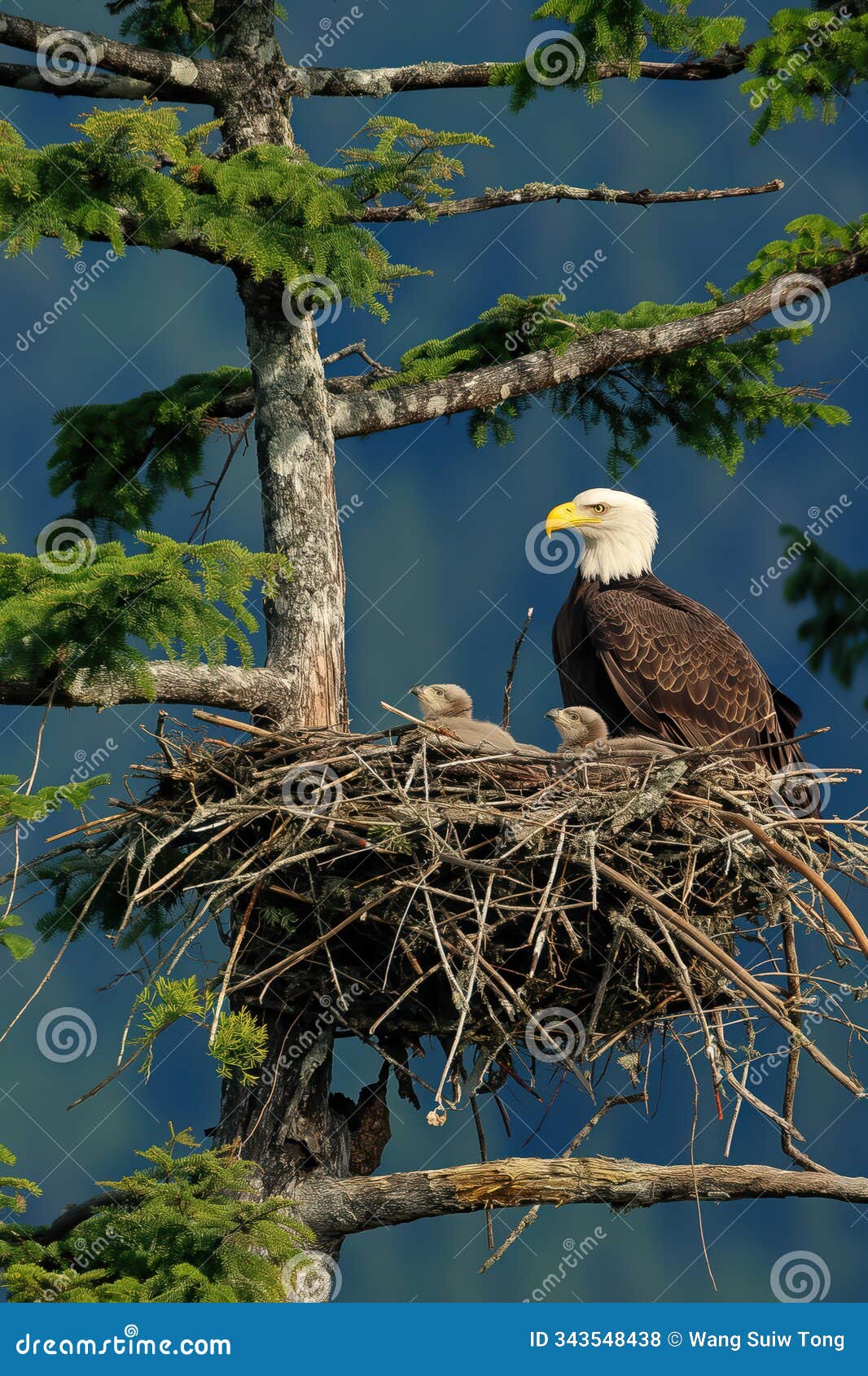 Bald Eagle Guarding Young Eaglets in Nest Stock Photo - Image of prey ...