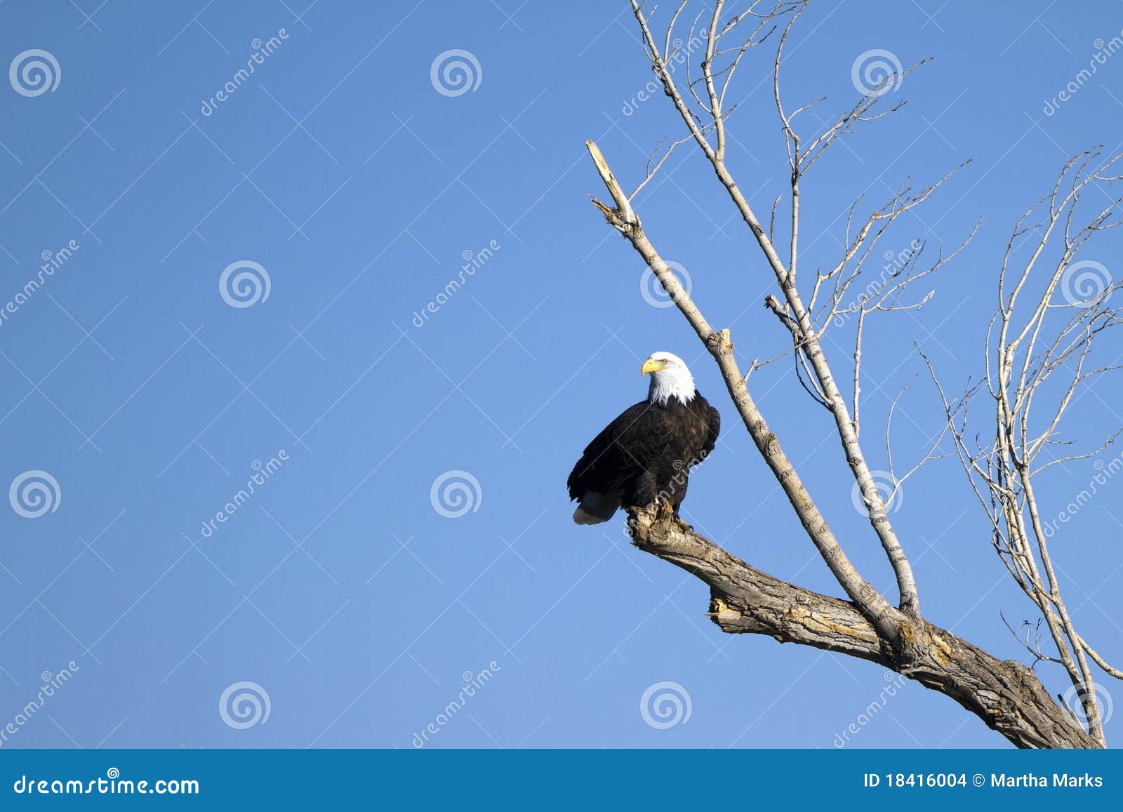 282 Apache Eagle Stock Photos - Free & Royalty-Free Stock Photos from ...