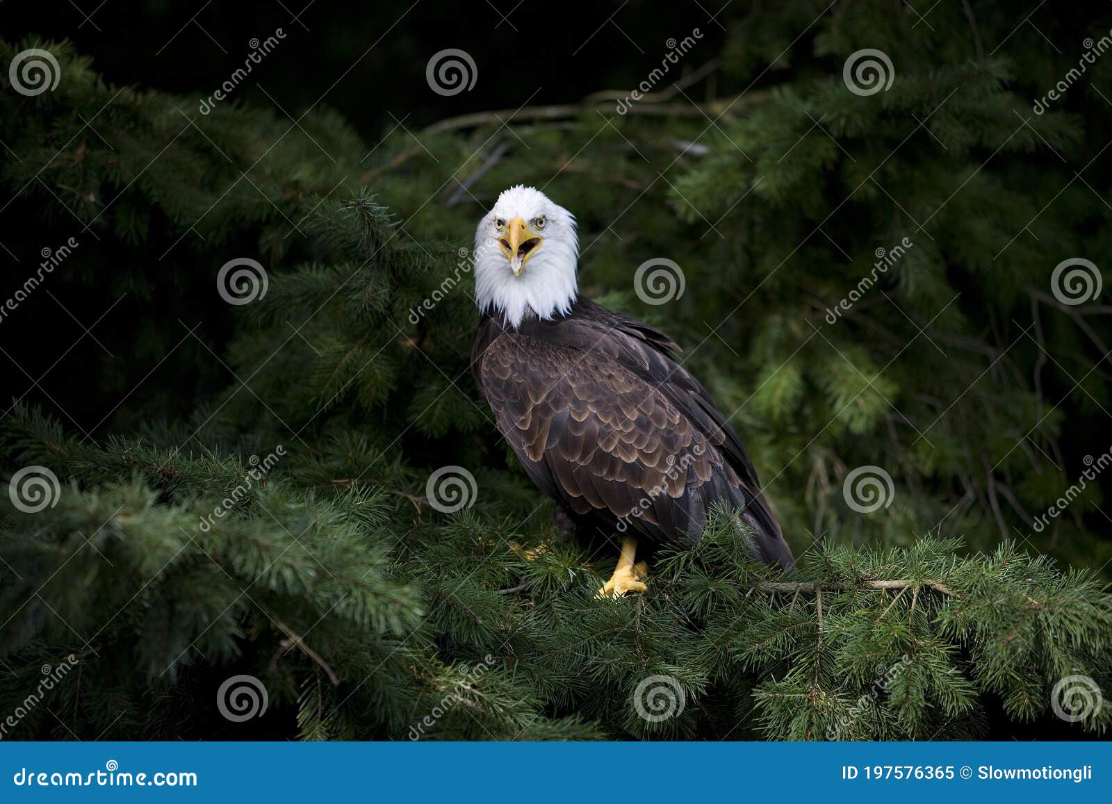Bald Eagle, Haliaeetus Leucocephalus, Adult Calling Stock Image - Image ...