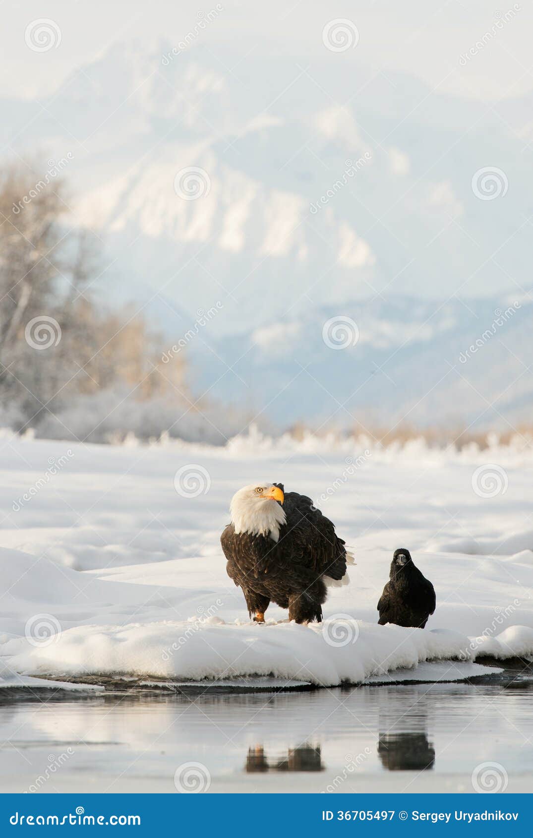 Eagle And Raven. White-tailed Sea Eagle Spreading Wings. Scientific ...
