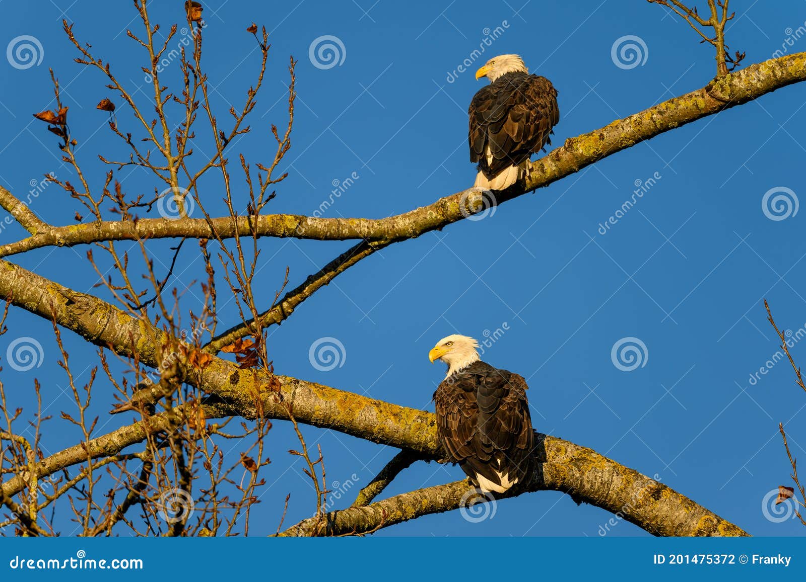 Bald Eagle Haliaeetus Leucocephalus in British Columbia, Canada Stock ...