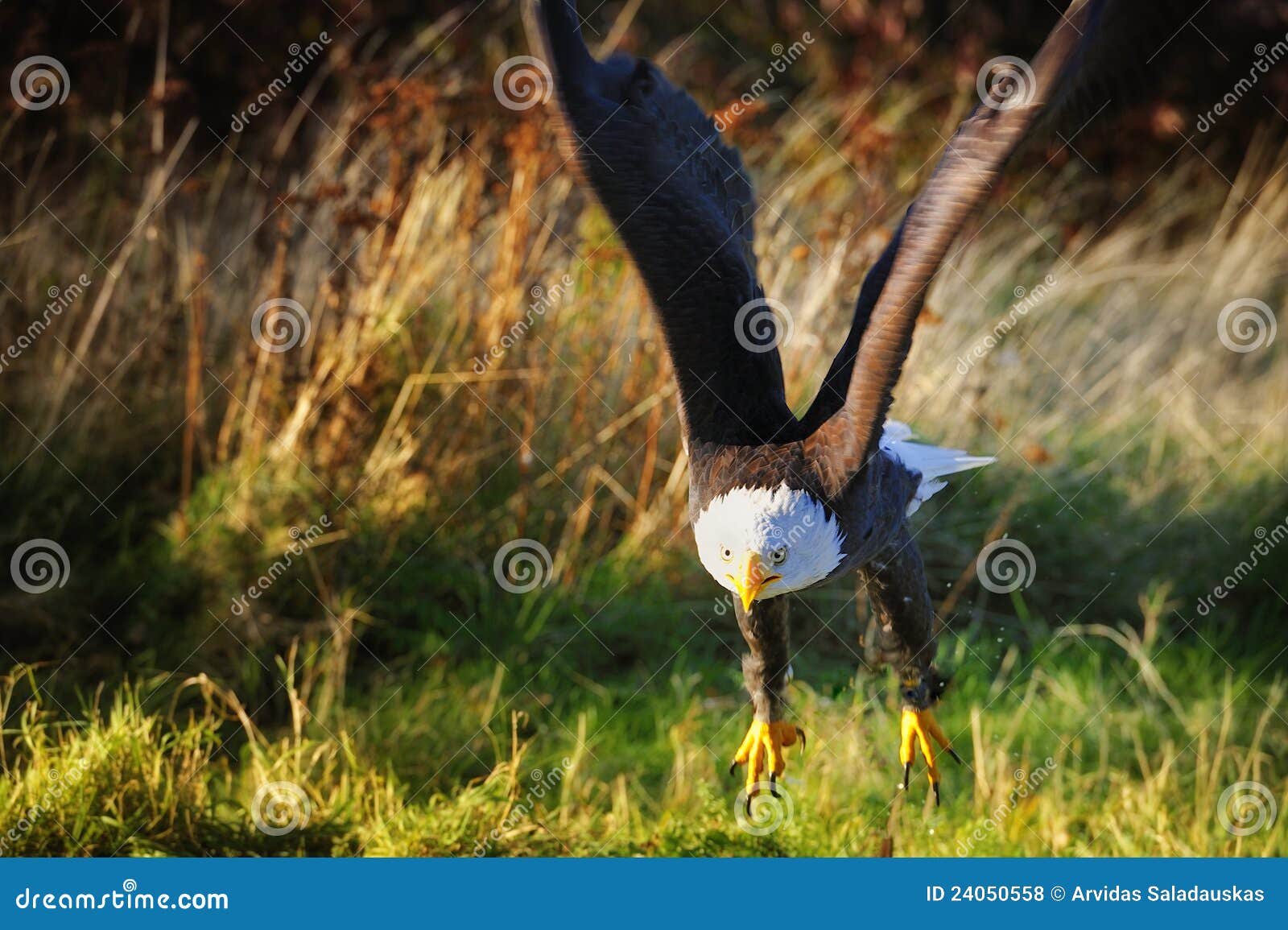 Bald Eagle (Haliaeetus Leucocephalus) Flying Stock Photo - Image of landing, park: 24050558