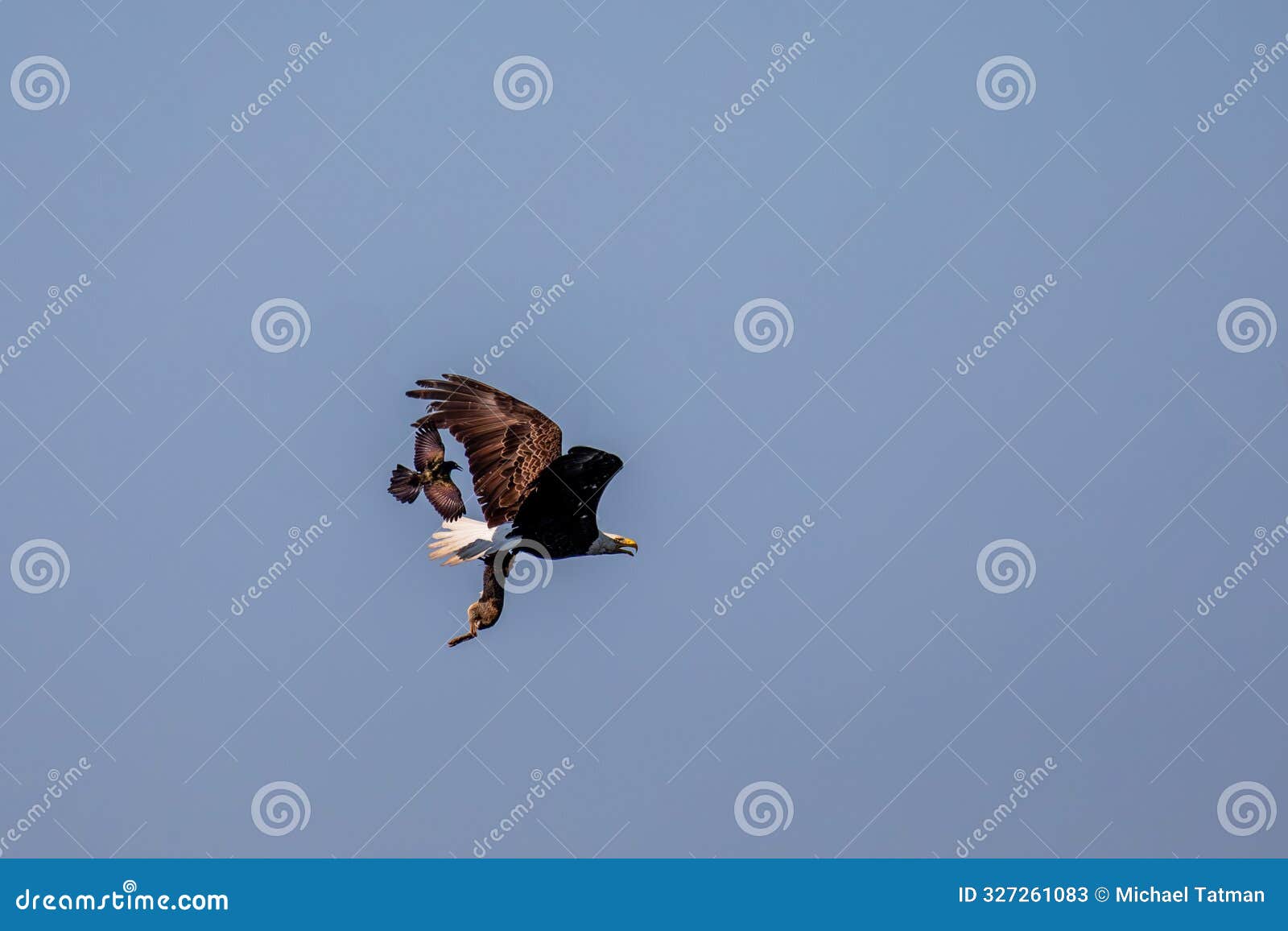 Bald Eagle (Haliaeetus Leucocephalus) Flying with a Dead Rabbit in Its ...