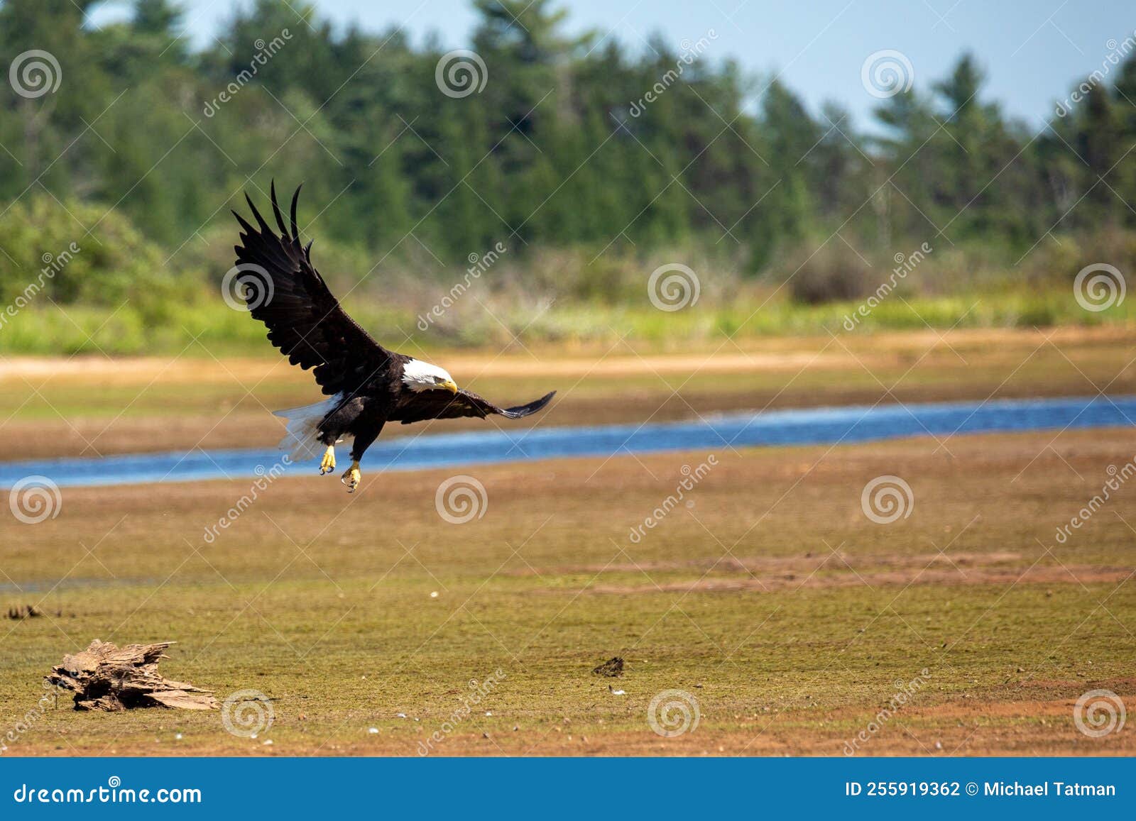 Bald Eagle Haliaeetus Leucocephalus Flying Over the Rainbow Flowage ...