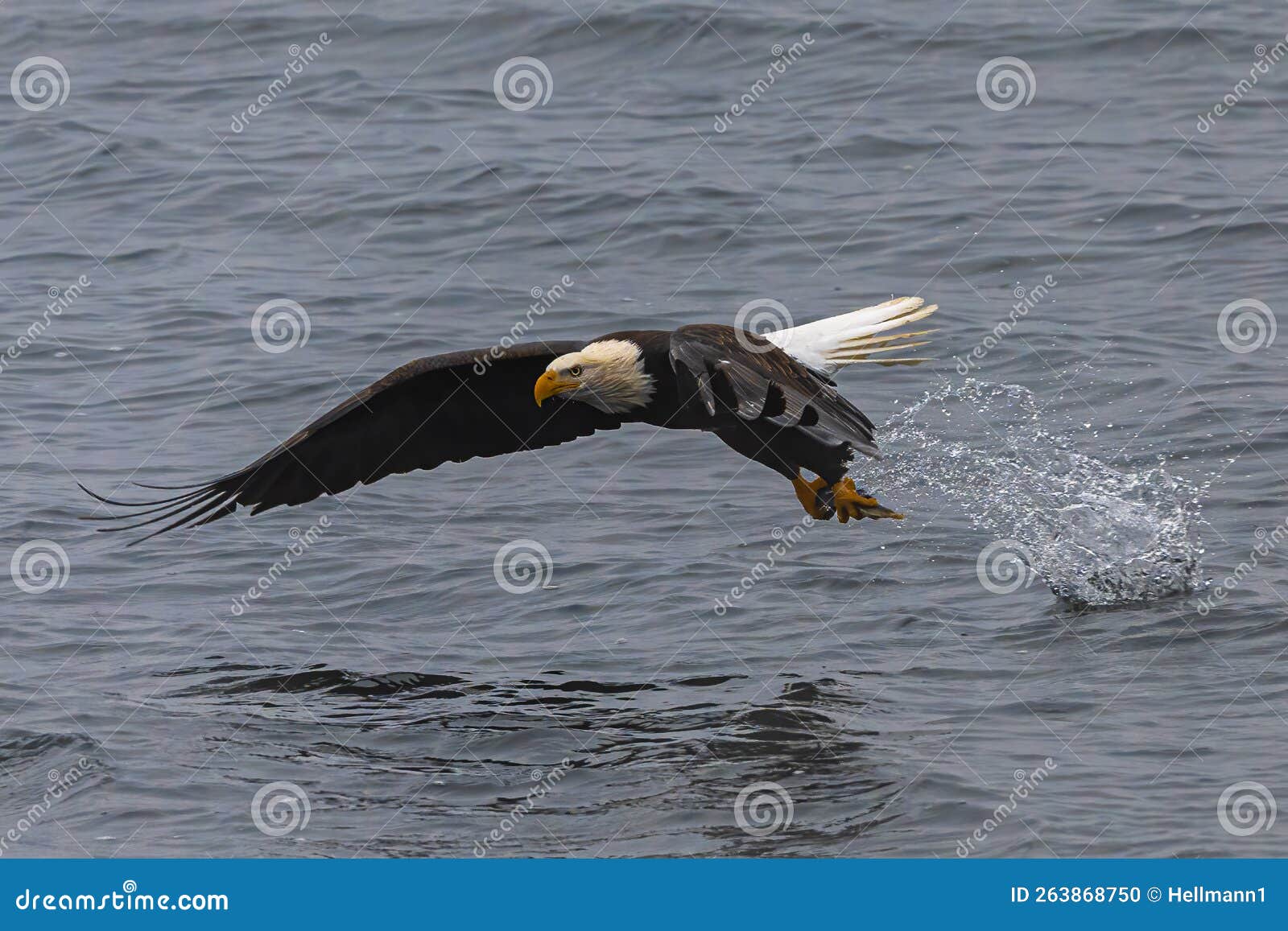 Bald Eagle on the Hunt stock photo. Image of prey, predatory - 263868750