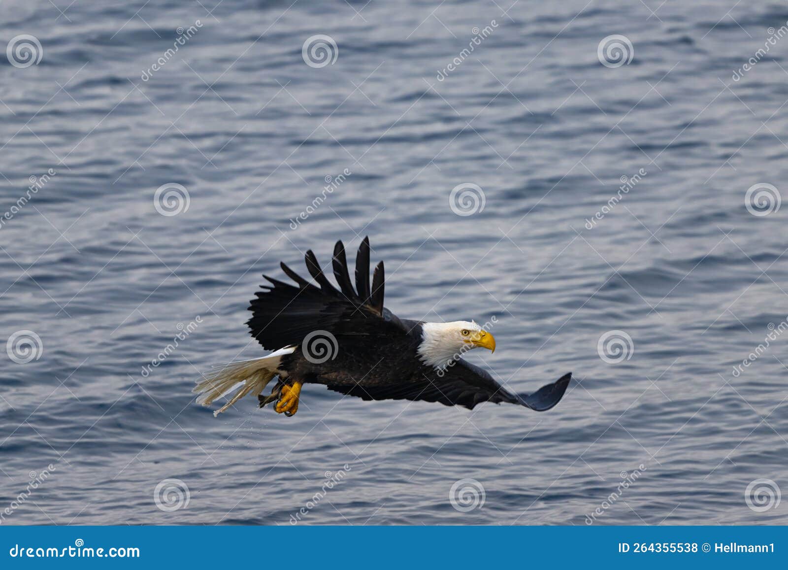 Bald Eagle Hunting stock photo. Image of bird, portrait - 264355538
