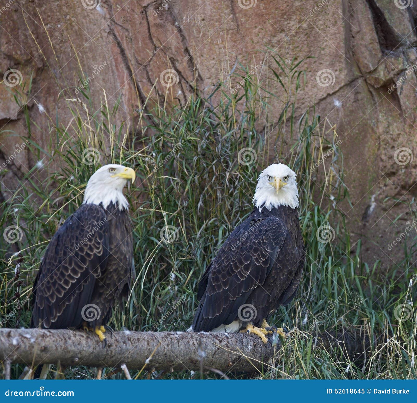 Bald Eagle Haliaeetus Leucocephalus Pair Roosting Stock Image - Image ...
