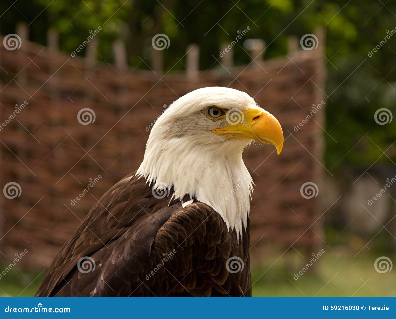 Bald eagle stock photo. Image of plumage, hunter, beak - 59216030