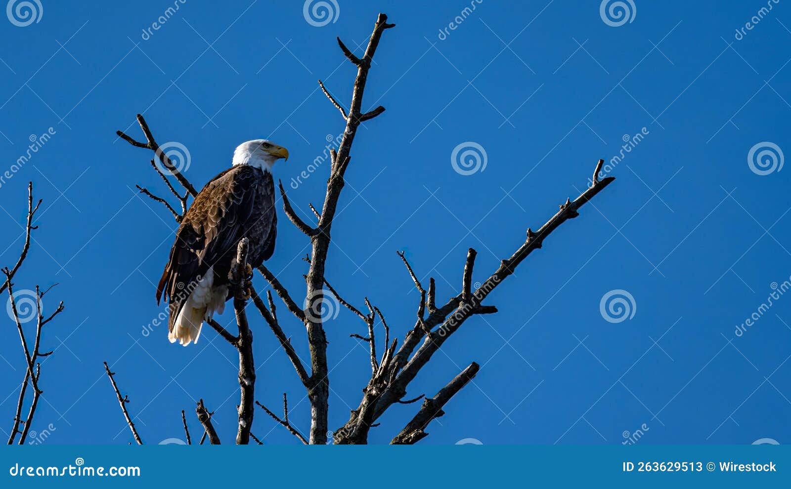 Bald Eagle (Haliaeetus Leucocephalus) Sitting on a Tree Branch Isolated on a Blue Sky Stock ...