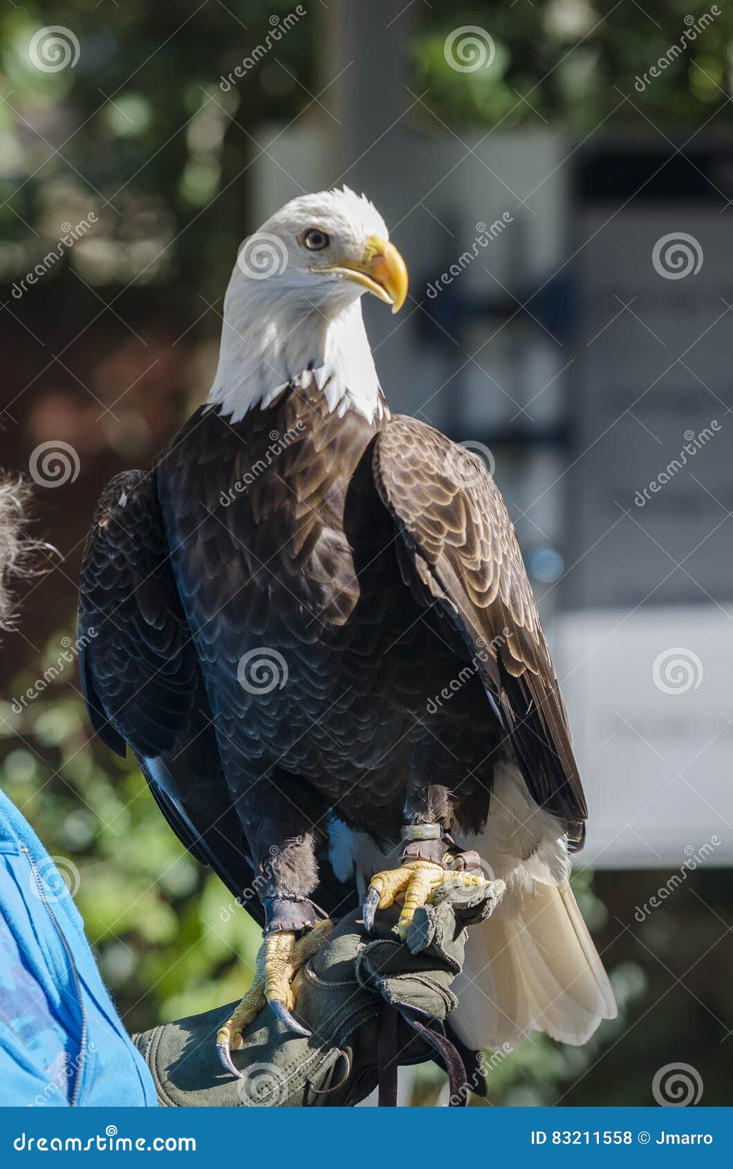 Bald Eagle stock photo. Image of orlando, handler, perched - 83211558