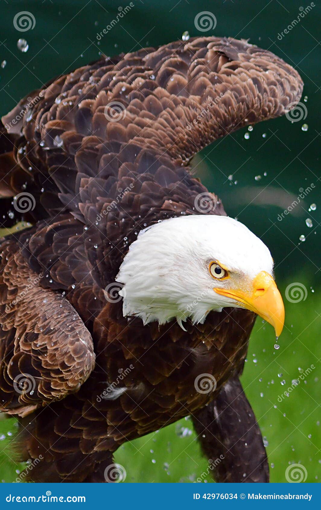 Bald eagle having a bath stock photo. Image of back, side - 42976034