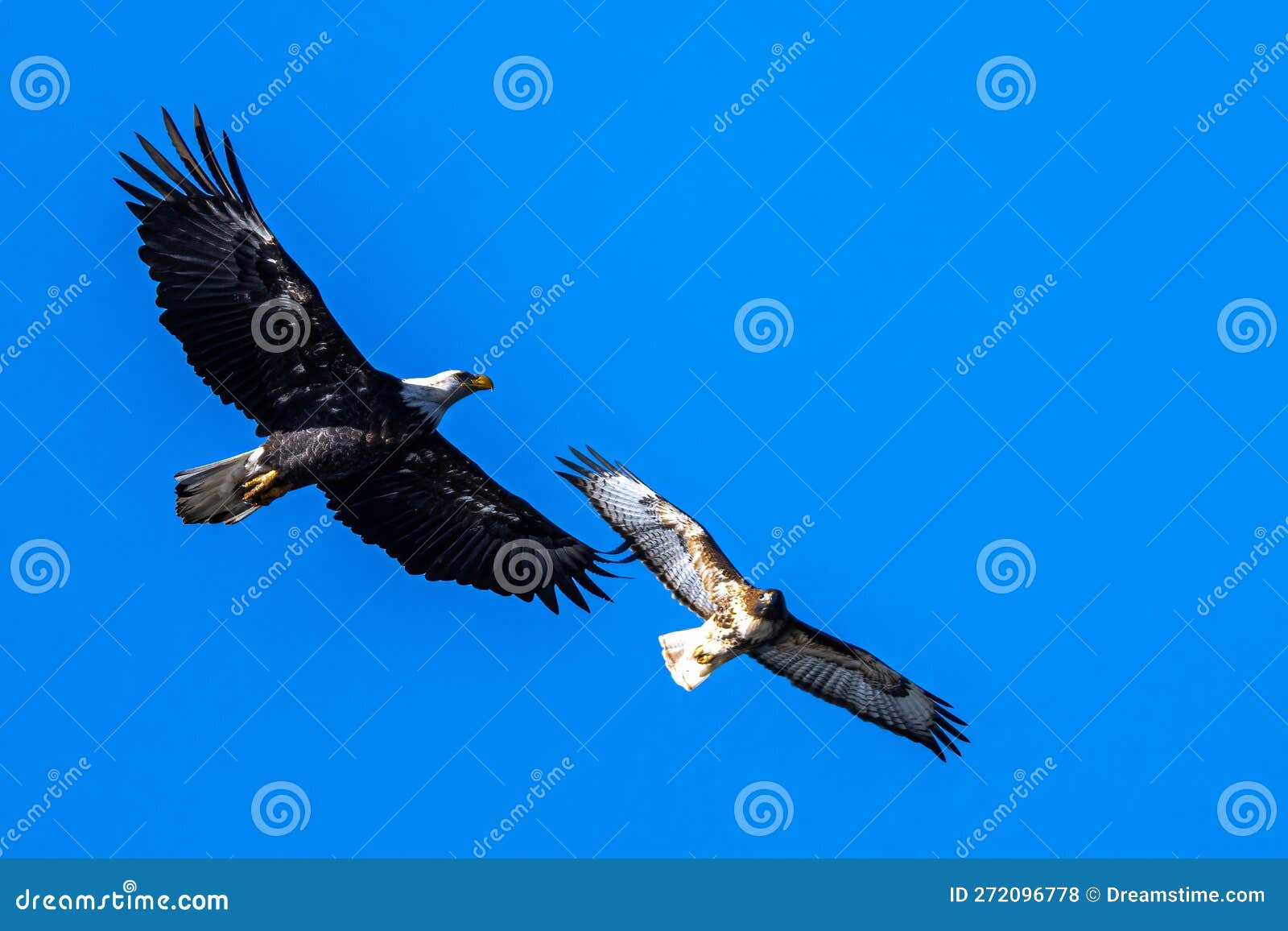 Bald Eagle and Hawk stock photo. Image of america, avian - 272096778