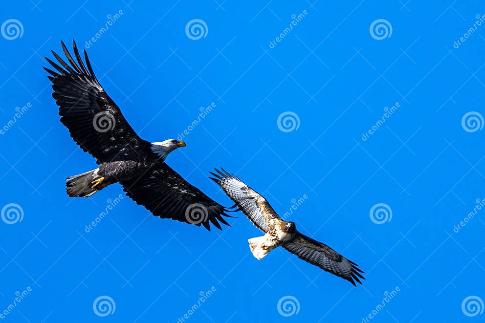 Bald Eagle and Hawk stock photo. Image of america, avian - 272096778