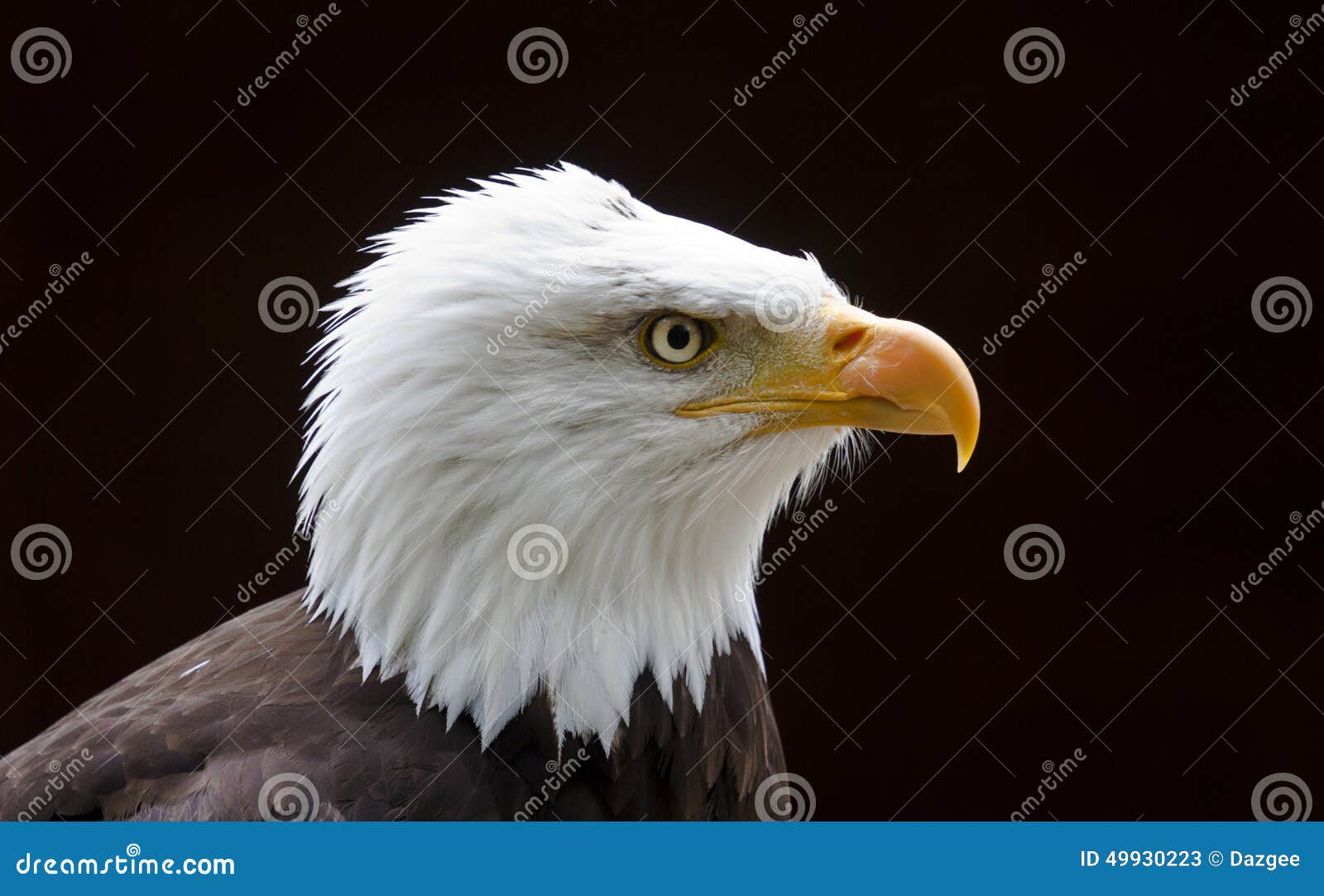 Bald Eagle stock image. Image of conservancy, eagle, andover - 49930223