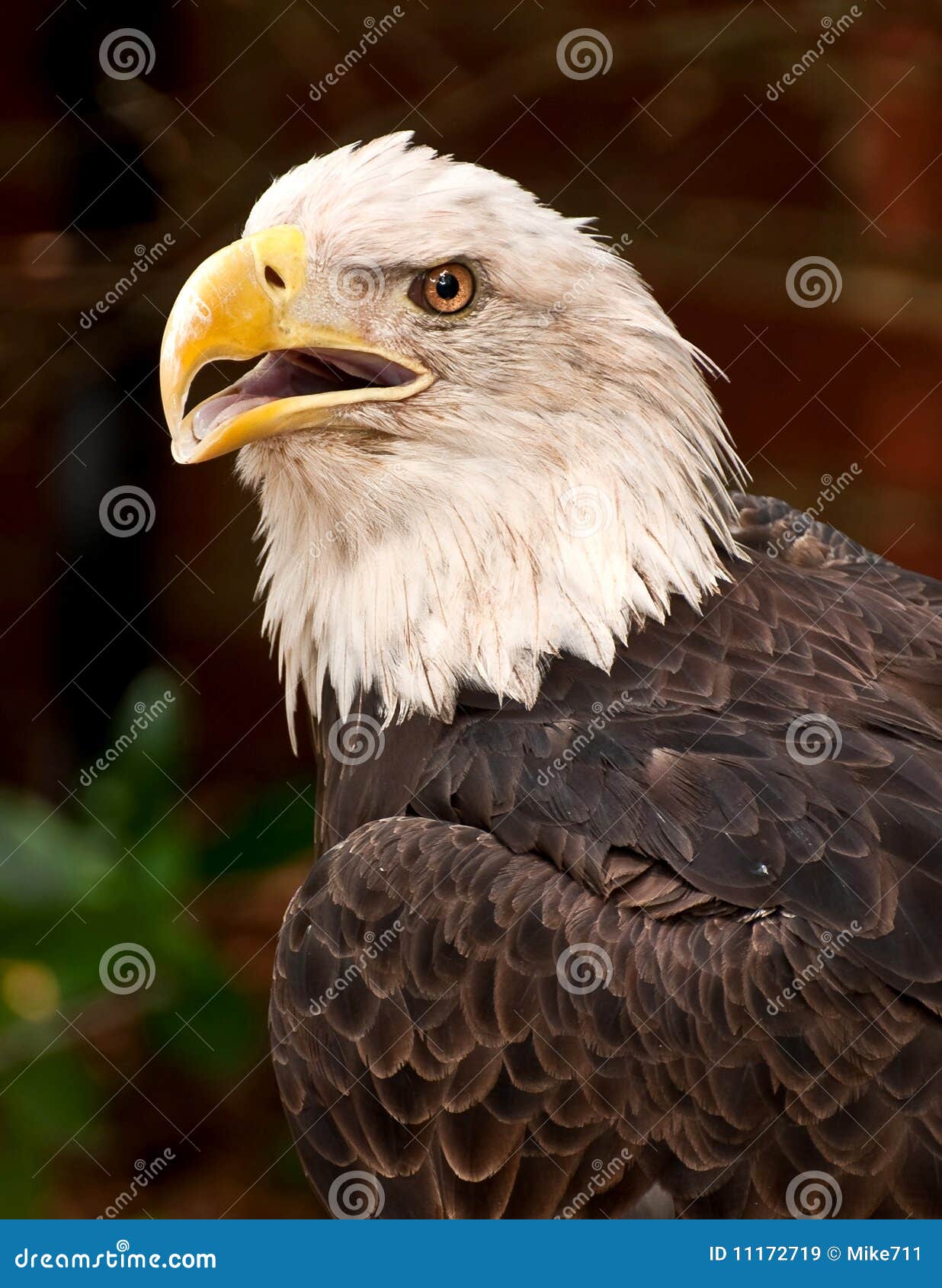 Bald Eagle Head stock image. Image of beak, feather, wildlife - 11172719