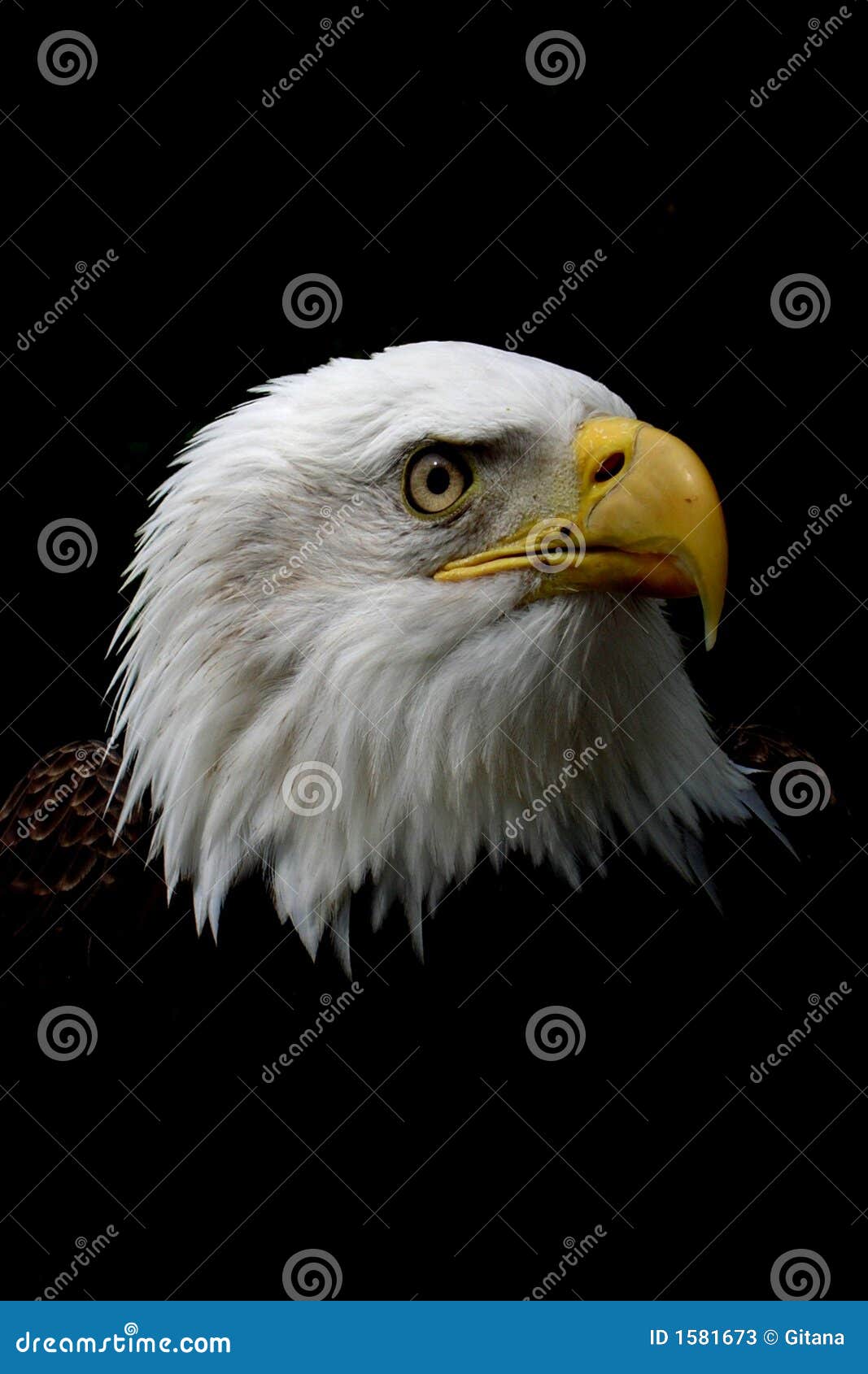 Bald Eagle Head stock image. Image of environmentally - 1581673