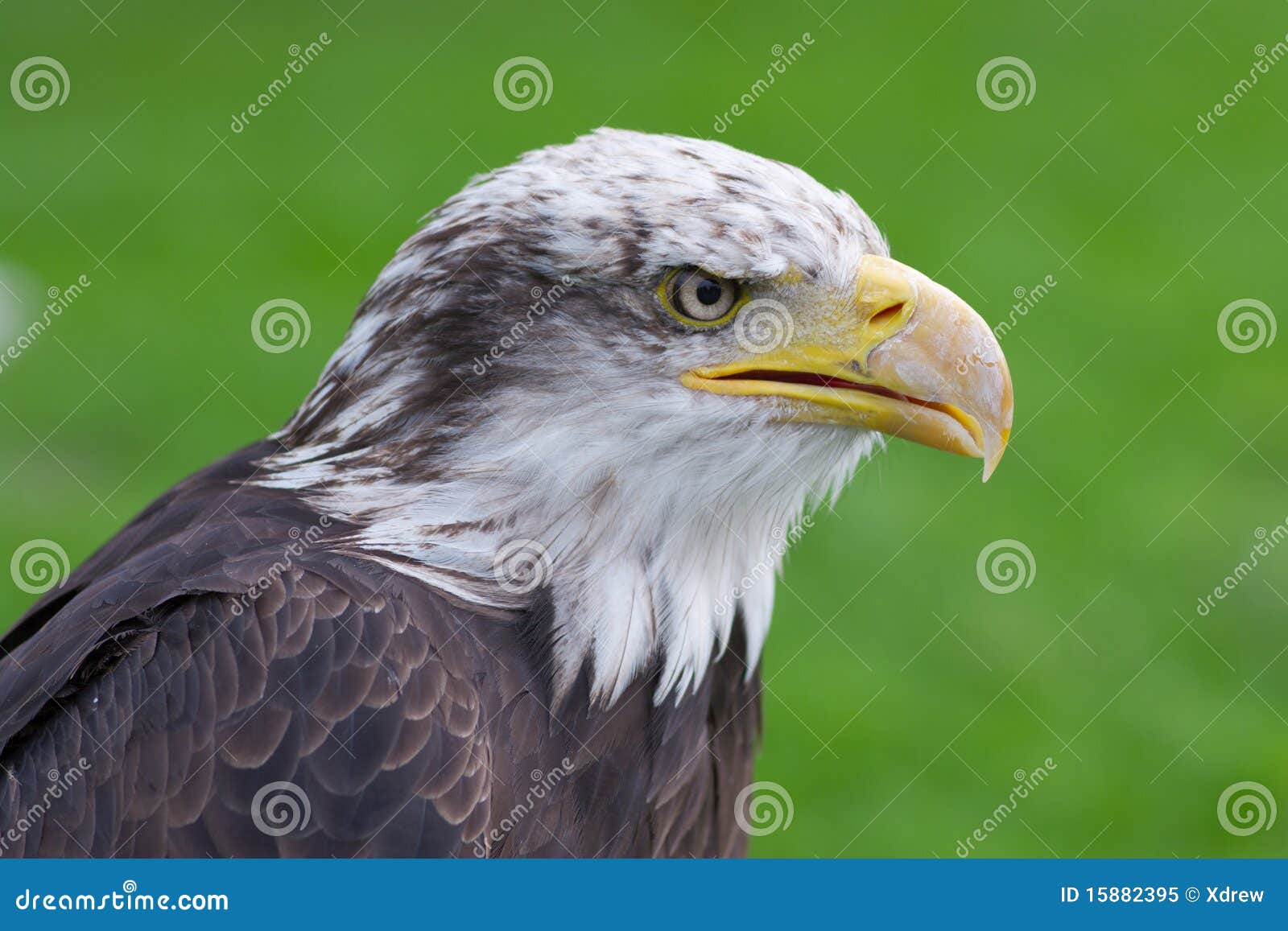 Bald eagle head stock image. Image of outstretch, feathers - 15882395