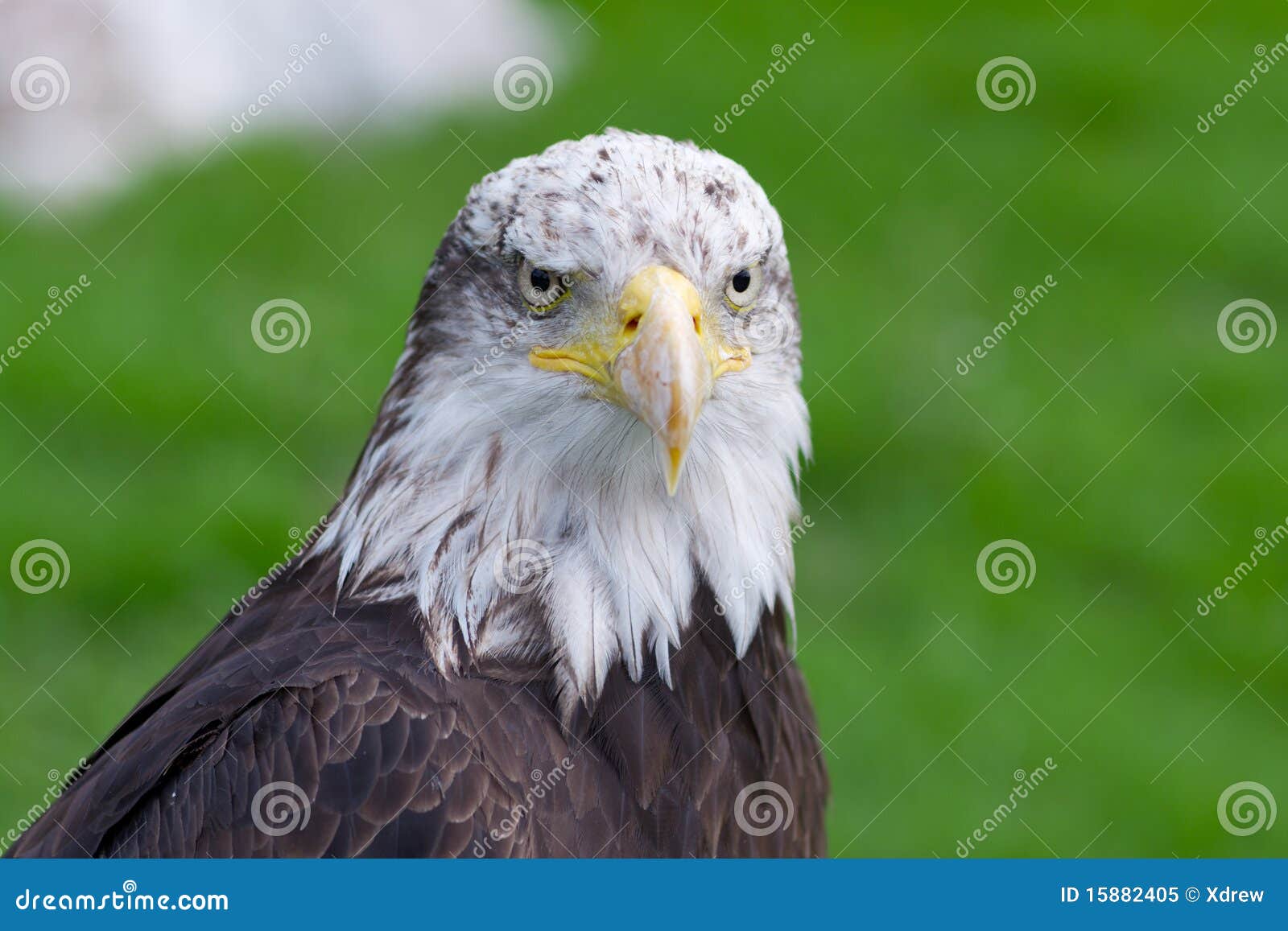 Bald eagle head stock image. Image of alert, head, fierce - 15882405