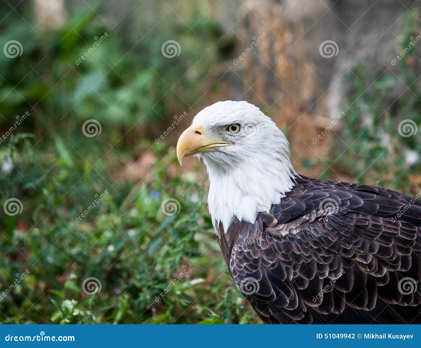 Bald Eagle stock photo. Image of adult, beak, eagle, locations - 51049942