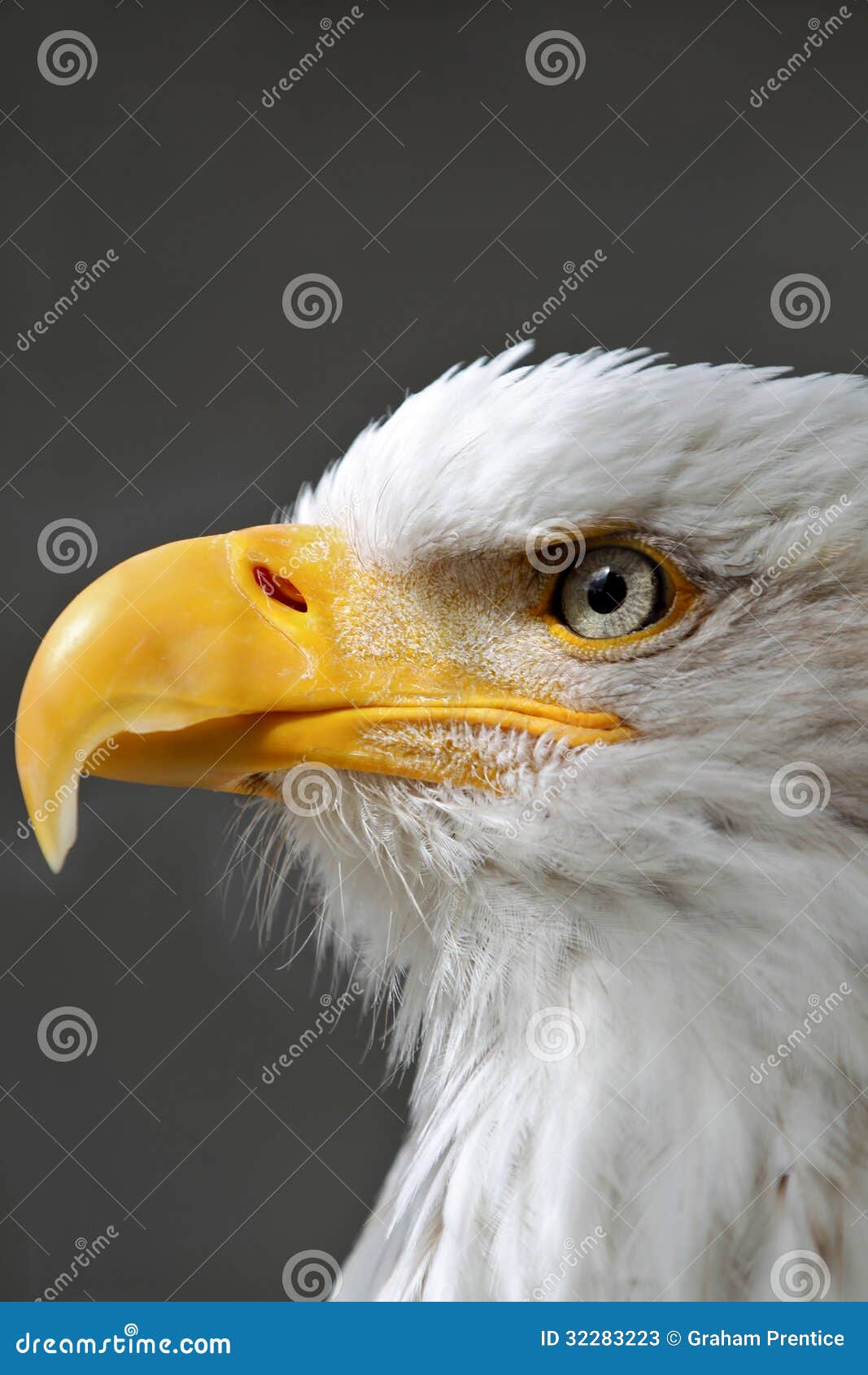 Bald Eagle Head close up stock image. Image of flight - 32283223