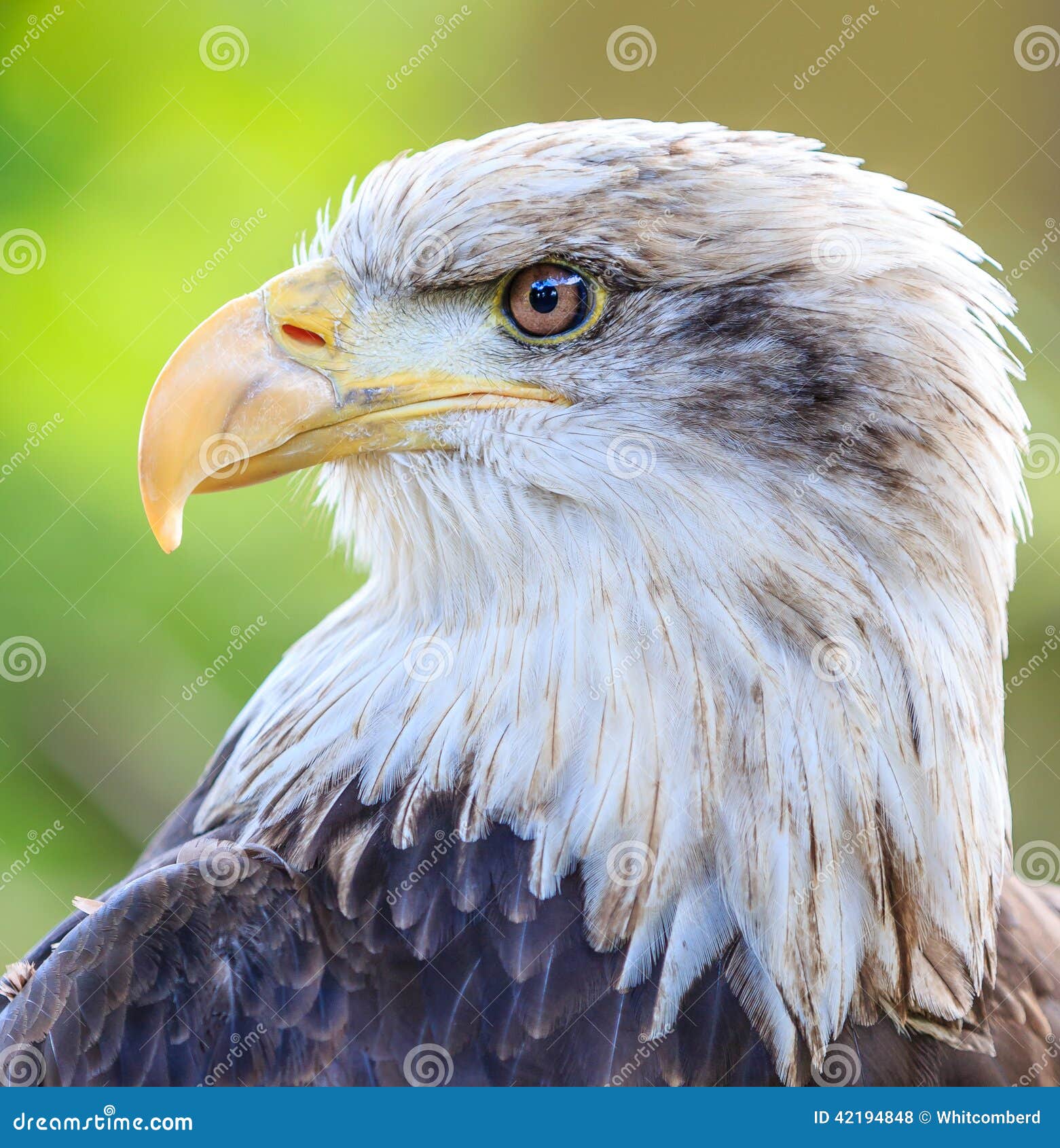 Bald Eagle head close up stock photo. Image of america - 42194848