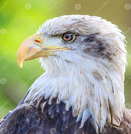 Bald Eagle head close up stock photo. Image of america - 42194848